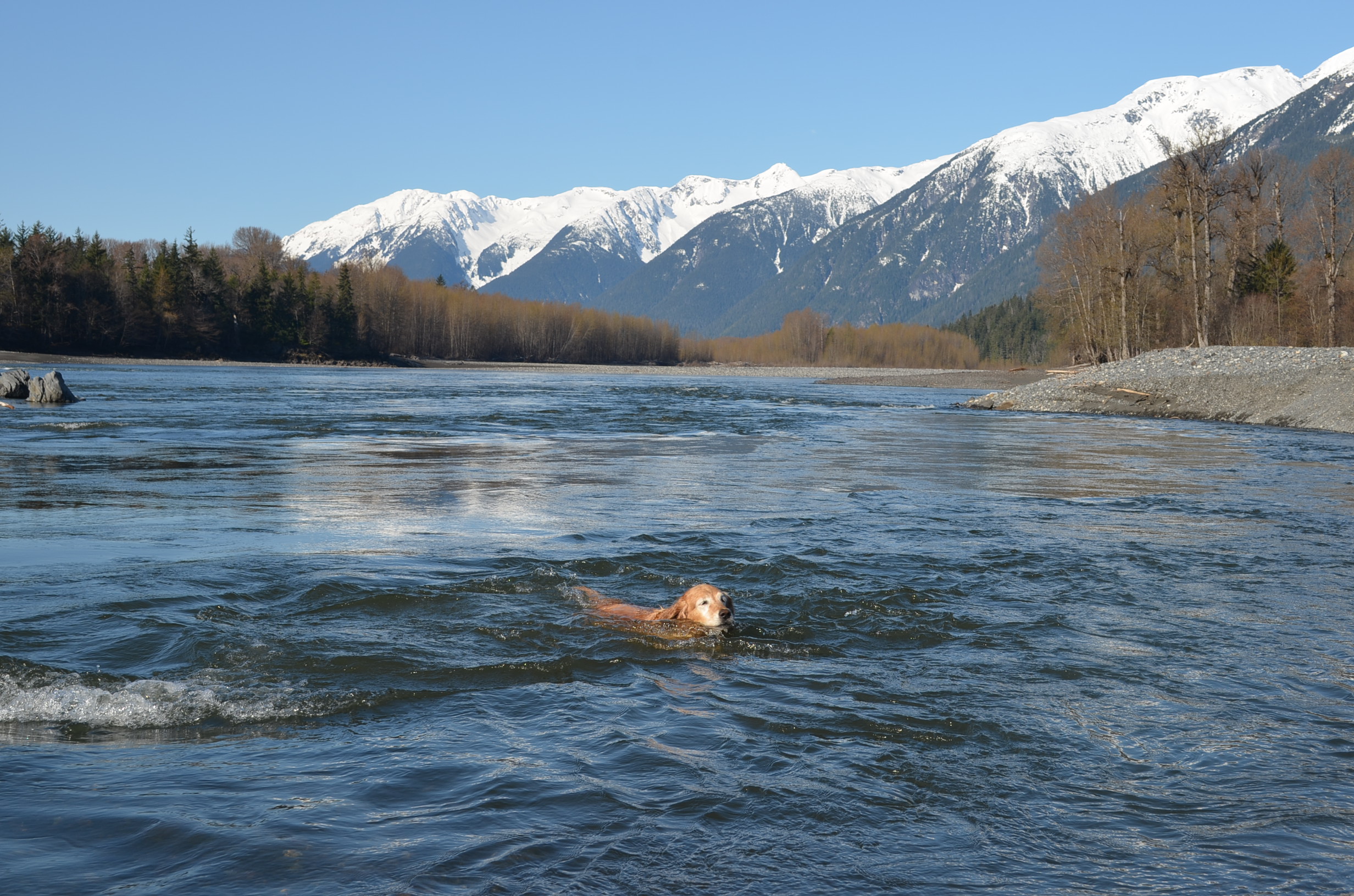 Spring on the Wild Nass River with the Golden Retriever - Sailing+Leisure