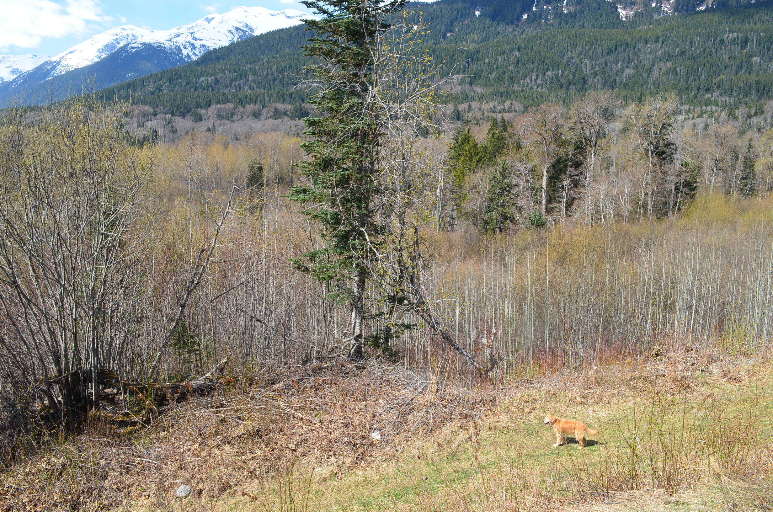 Spring on the Wild Nass River with the Golden Retriever - Sailing+Leisure